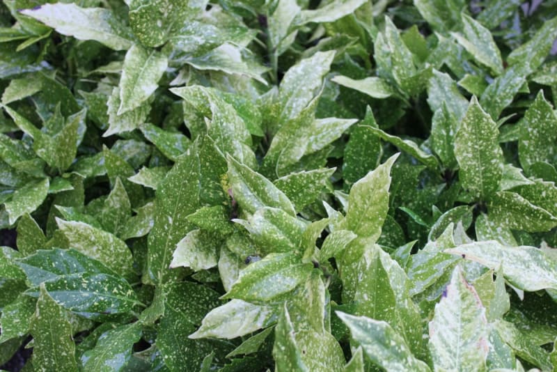 Todos los Arbustos | Botti - Jardinería Profesional