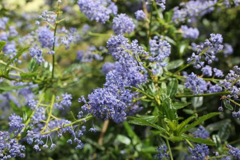 Todos los Arbustos | Botti - Jardinería Profesional