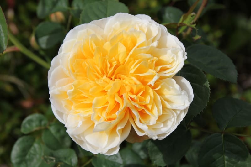 Rosas David Austin | Botti - Jardinería Profesional