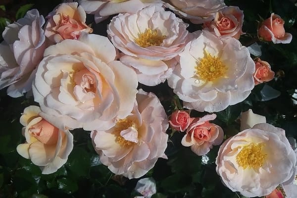 Storyteller (Fl) | Botti - Jardinería Profesional