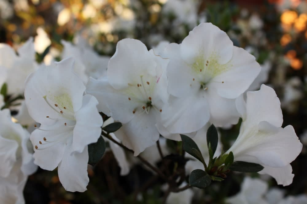 Azalea Blanca simple MCI23 | Botti - Jardinería Profesional