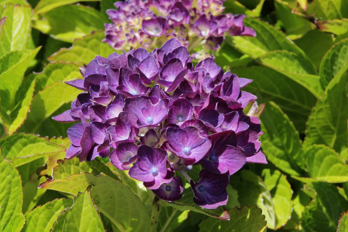 Hortensia Morada | Botti - Jardinería Profesional