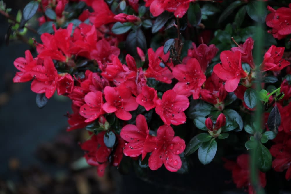 Azalea Roja Flor Chica | Botti - Jardinería Profesional