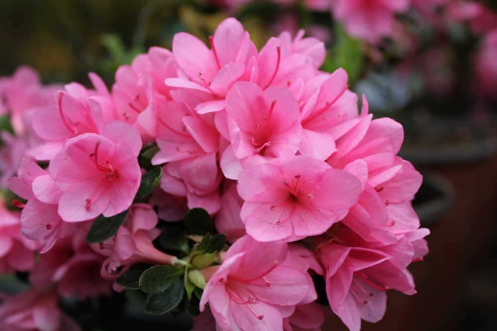 Azalea Rosada Flor Chica | Botti - Jardinería Profesional