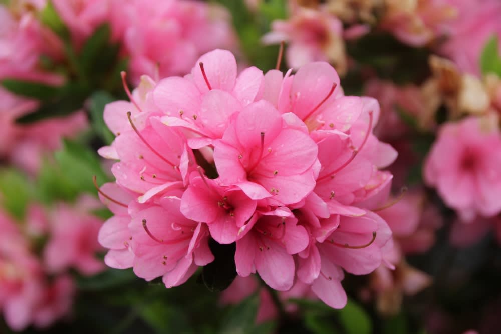 Azalea Rosada Flor Chica | Botti - Jardinería Profesional