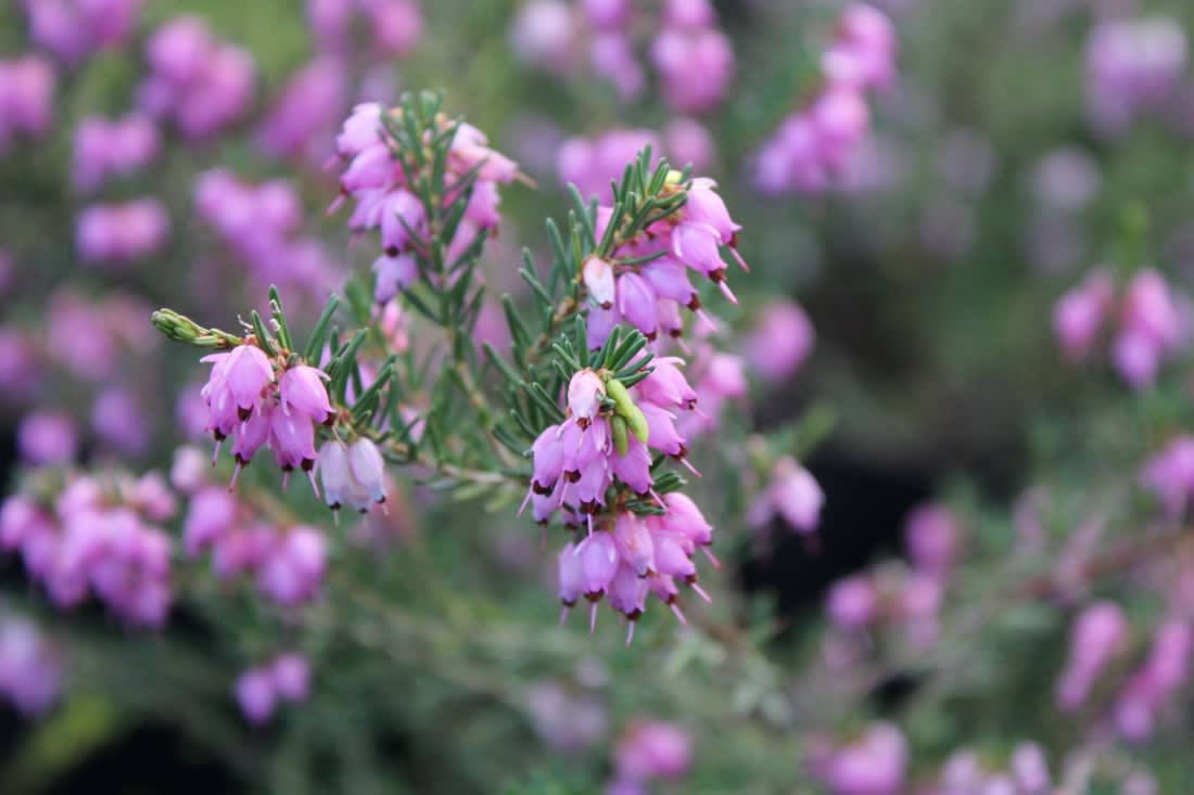 Erica de Invierno Rosada MCI23 | Botti - Jardinería Profesional