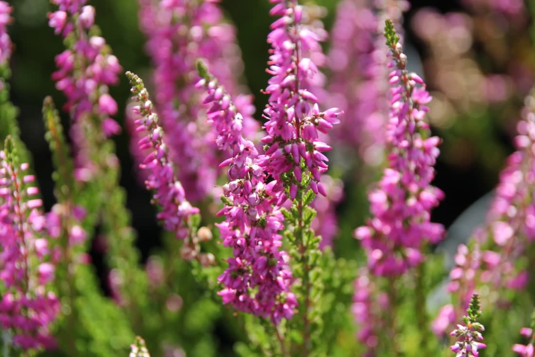 Erica de Verano "Verde, flor rosado fuerte" MCI23 | Botti - Jardinería ...