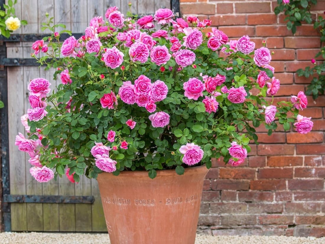 Princess Alexandra of Kent | Botti - Jardinería Profesional