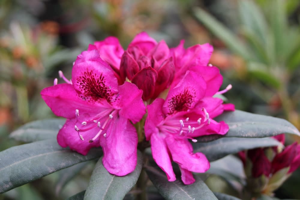 Rododendro Rosado/Morado | Botti - Jardinería Profesional