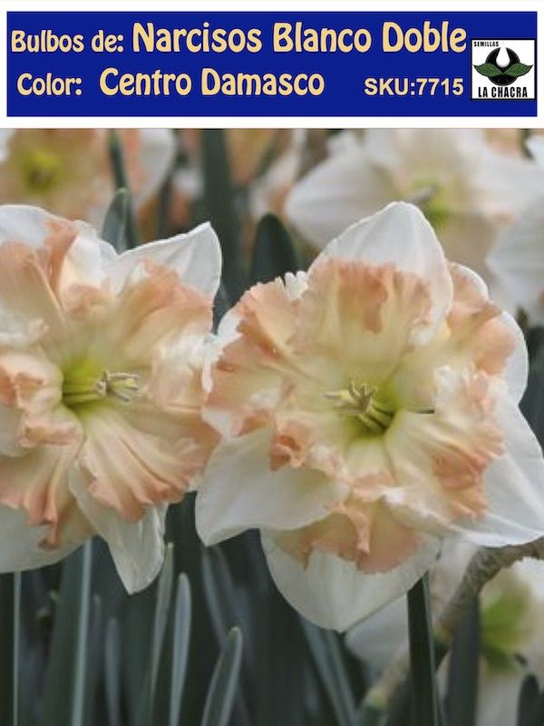 Bulbo de Narcisos Blanco Doble C/Damasco. Calibre: 12-14 | Semillas La ...