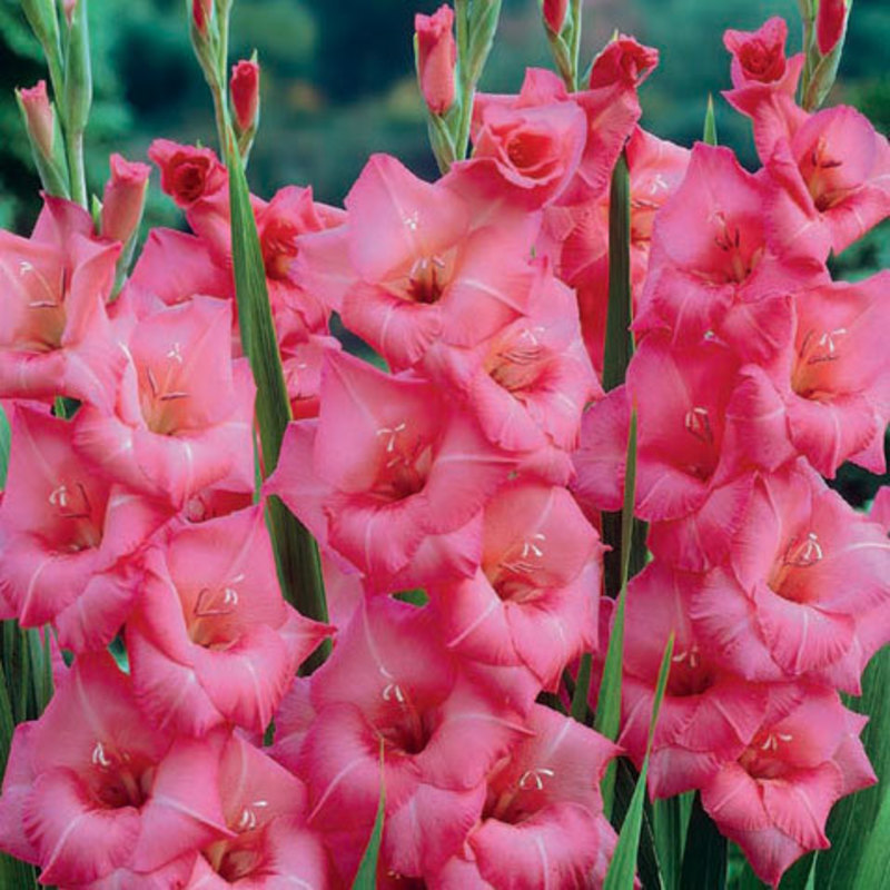 Gladiolos Standart. Rosado c/Fuerte Unidad | Semillas La Chacra