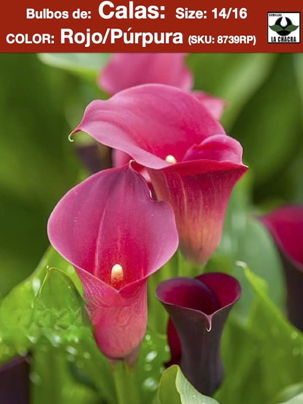 Calas Premium 3 Colores 2.Temporada 2021 | Semillas La Chacra