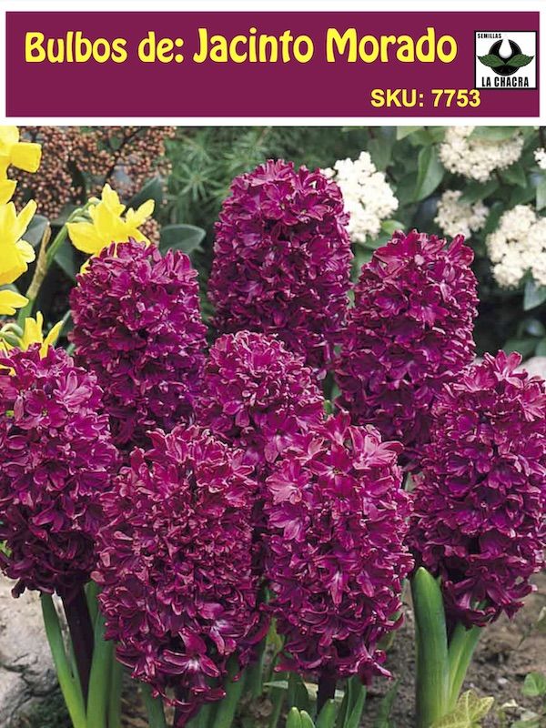 Jacinto. Morado Calibre: 13-15 | Semillas La Chacra