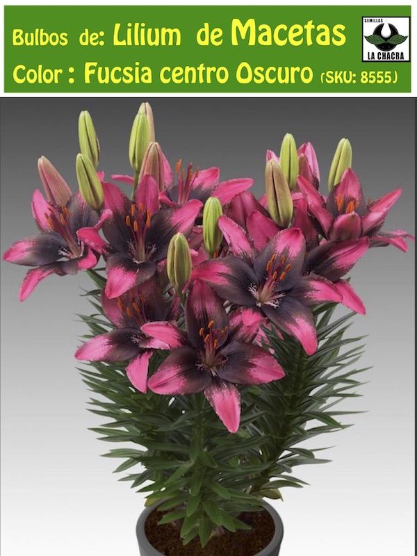 Lilium de Macetas (Bulbos) | Semillas La Chacra