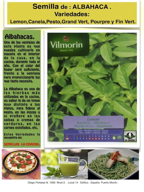 ALBAHACA LEMON | Semillas La Chacra