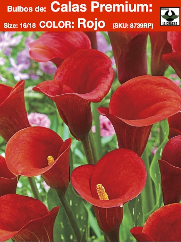 Calas Premium Rizoma de Mayor Tamaño Color: Rojo 2.Temporada 2021 ...