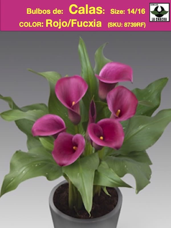 Calas Color. Rojo/Fucsia | Semillas La Chacra