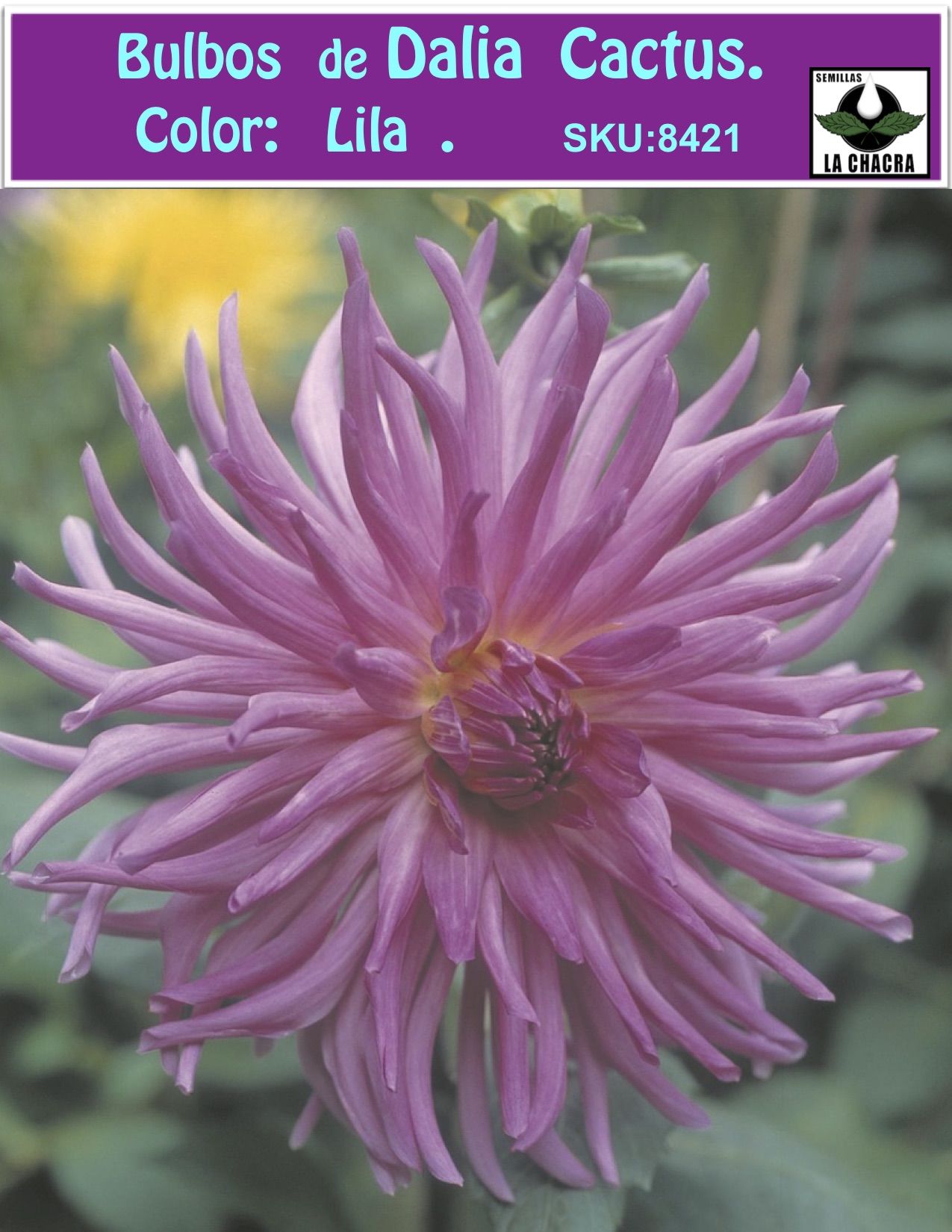 Dalia Cactus Color : Lila | Semillas La Chacra