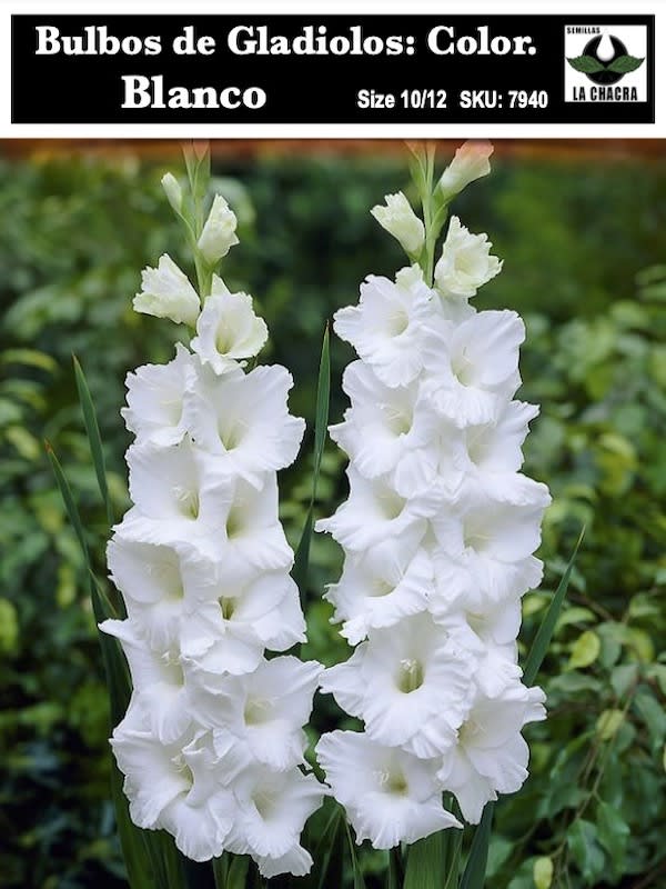 Bulbos de Gladiolos ( SIZE:10/12). 2.Temporada 2021 Color: Blanco ...