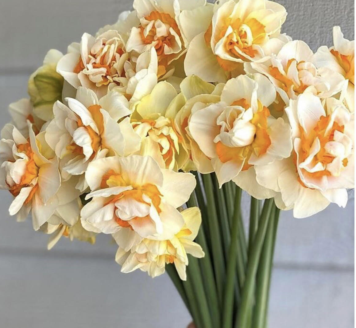 Bulbos de Narcisos. Color: Doble Blanco/Salmón. Size: 12 + | Semillas ...