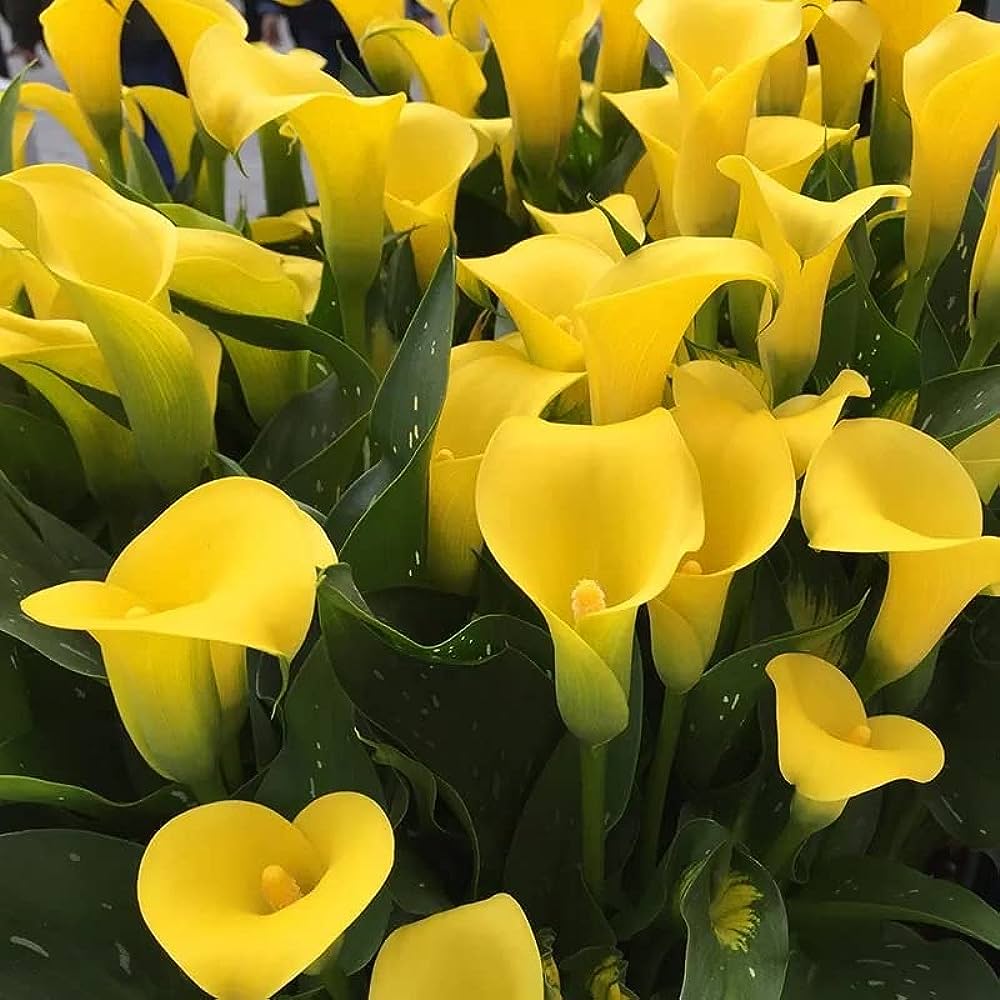 Calas Color: Amarillo. Size. 16/18 | Semillas La Chacra