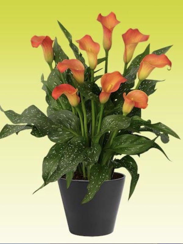 Calas Color. Naranjo/Rojo. Size 16/18 | Semillas La Chacra