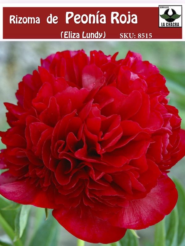 Rizoma de Peonía. Rojo | Semillas La Chacra