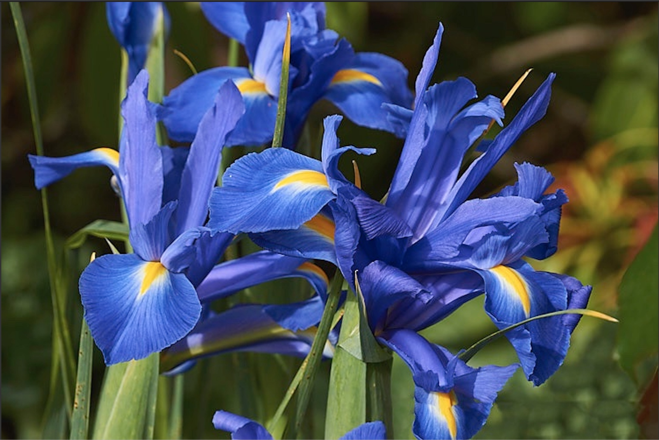 Bulbos de Iris Azul c/Amarillo | Semillas La Chacra