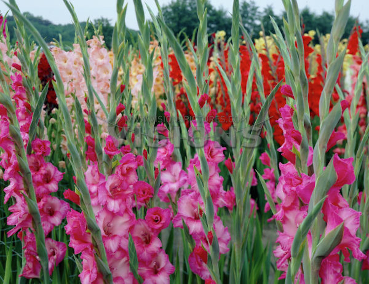 Gladiolos Standart. Rosado c/Fuerte Unidad | Semillas La Chacra