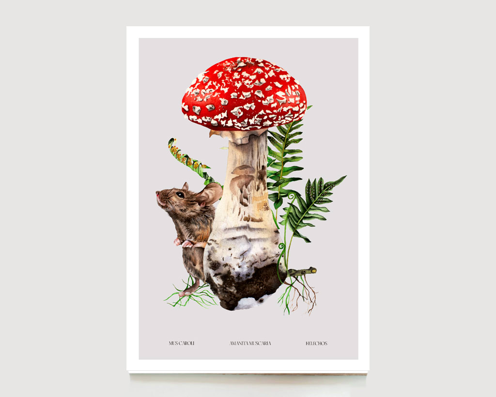 Ilustración Amanitas, helechos y un mus caroli | DECATALOGO