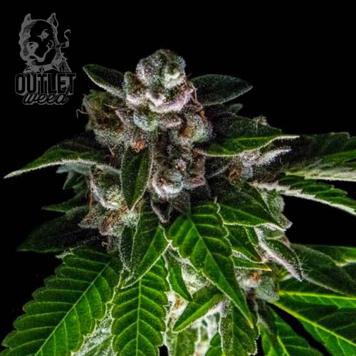 DNA Genetics | Outlet Weed