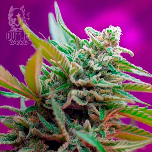 Semillas | Black Jack | Auto | 3+1 semillas | Sweet Seeds | Outlet Weed