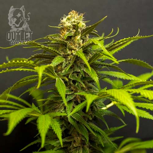 Spanish Seeds | Outlet Weed