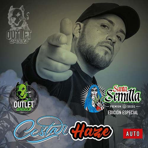 Semillas | Cestar Haze | Auto | 3 semillas | Santa Semilla | Outlet Weed