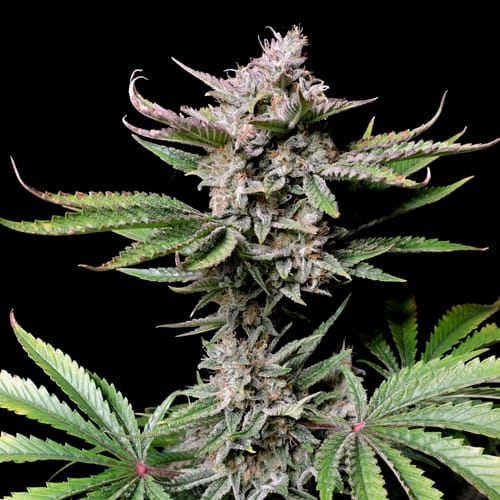 Semillas | Cherry Cola | Auto | 3+2 semillas | FastBuds | Outlet Weed