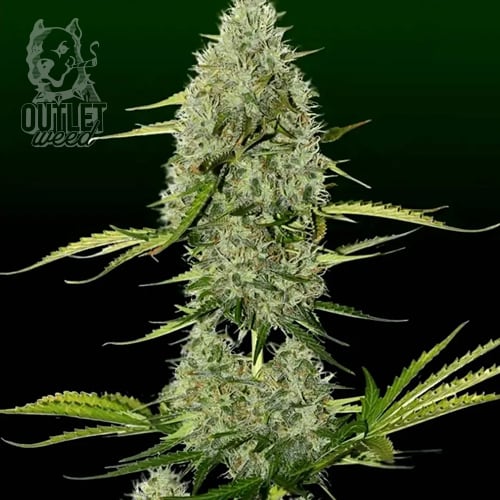 Semillas | Critical +2 XXL | Auto | 2 semillas | BSF | Outlet Weed
