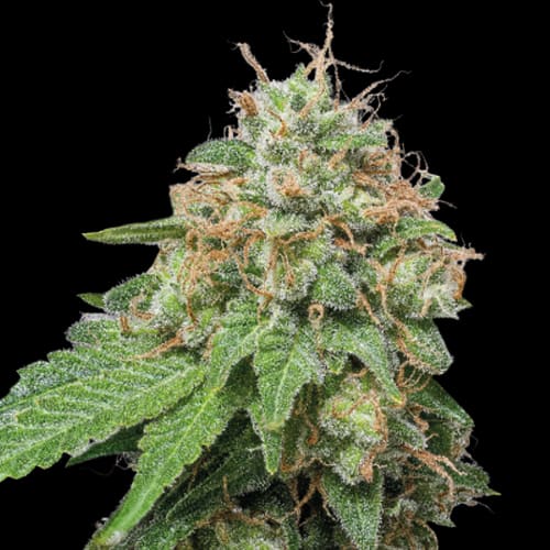 Semillas | Green Crack | Auto | 3 semillas | Seed Stockers | Outlet Weed