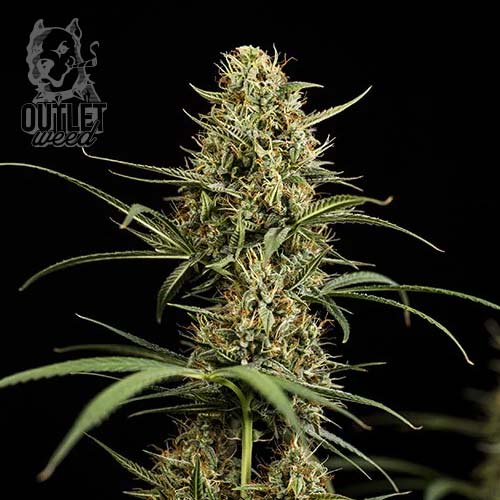 Semillas | Hulkberry | Auto | 1 semilla | Royal Queen | Outlet Weed