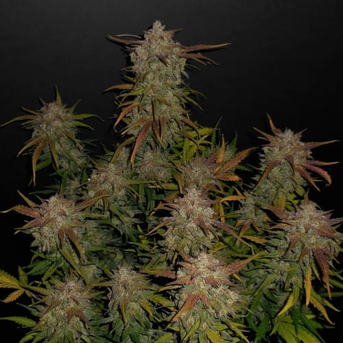 Semillas | Lemon AK | Auto | 3+2 semillas | FastBuds | Outlet Weed