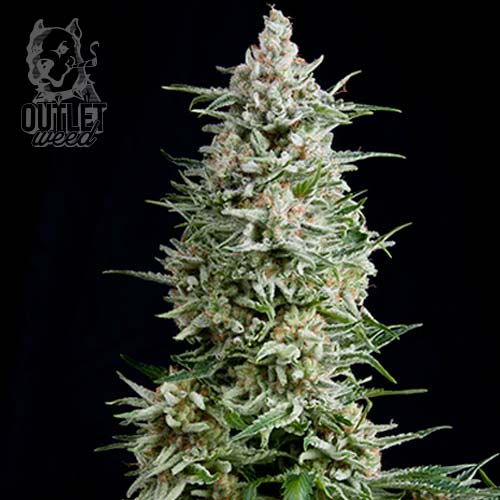 Semillas | Magnum | Auto | 12 semillas | Strain Masters | Outlet Weed
