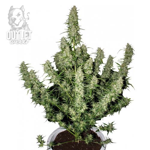 Semillas | Magnum | Auto | 3 semillas | Buddha Seeds | Outlet Weed