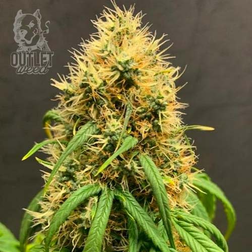 Semillas | Mimosa | Auto | 1 semilla | Royal Queen | Outlet Weed