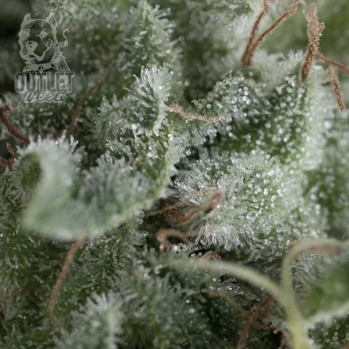 Semillas | Nefertiti | Auto | 3+1 semillas | Pyramid Seeds | Outlet Weed