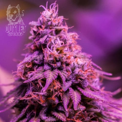 Semillas | Nicole Punch | Fem | 1 semilla | Strain Masters | Outlet Weed