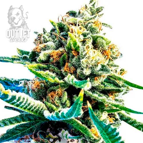 Semillas | Nitro Haze | Fem | 12 semillas | BSF | Outlet Weed