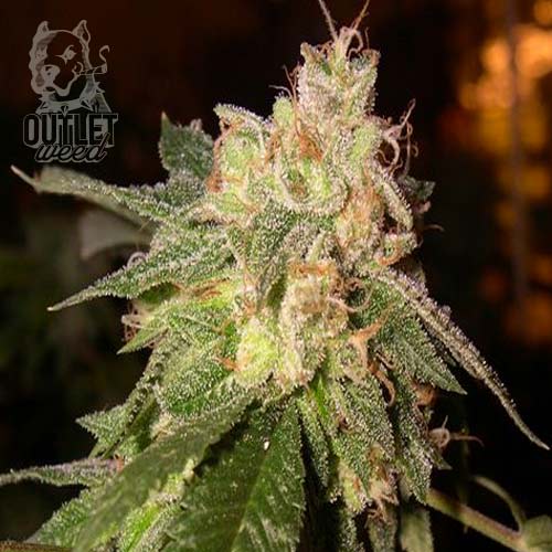 Semillas | OG Kush | Fem | 3 semillas | Reserva Privada | Outlet Weed
