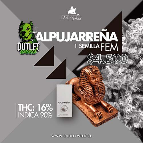 Pyramid Seeds | Outlet Weed