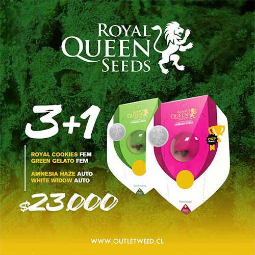 Semillas | Royal Cookies | Auto | 3+1 semillas | Royal Queen | Outlet Weed