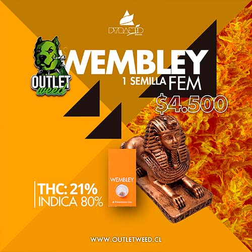 Semillas | Wembley | Fem | 1 semilla | Pyramid Seeds | Outlet Weed