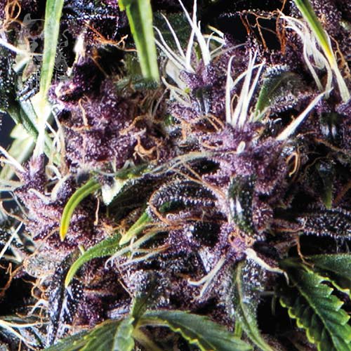 Semillas | Purple | Auto | 1 semilla | Pyramid Seeds | Outlet Weed